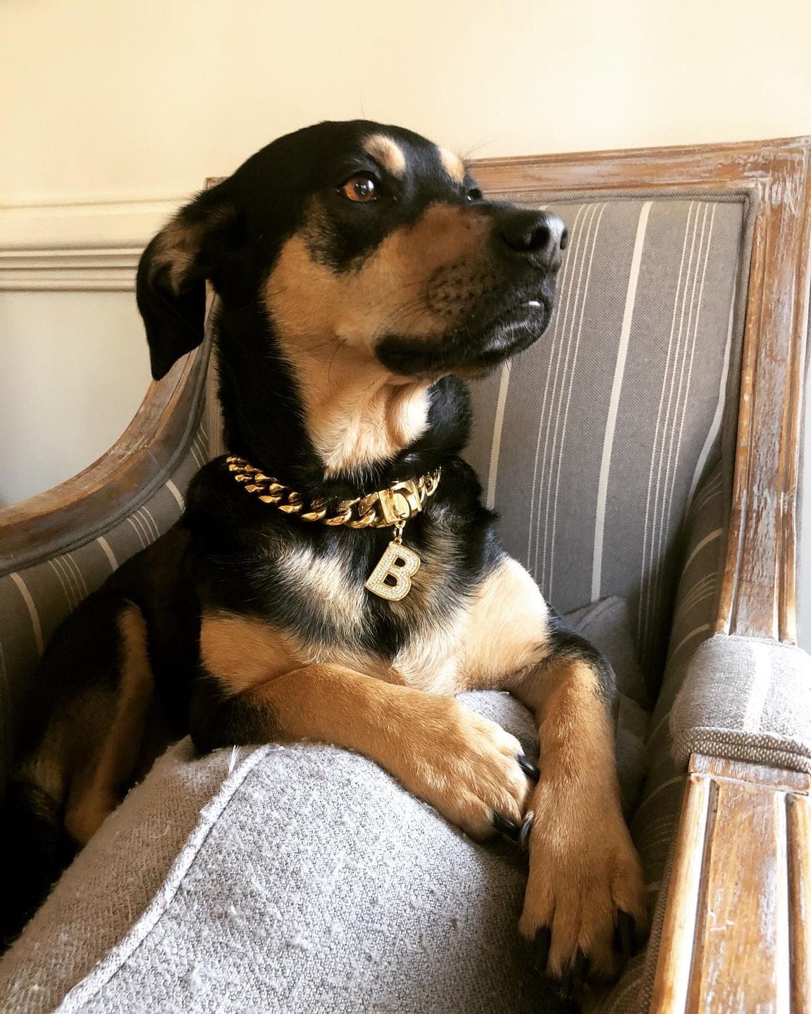 VVS Jewelry Miami Cuban link Dog Collar